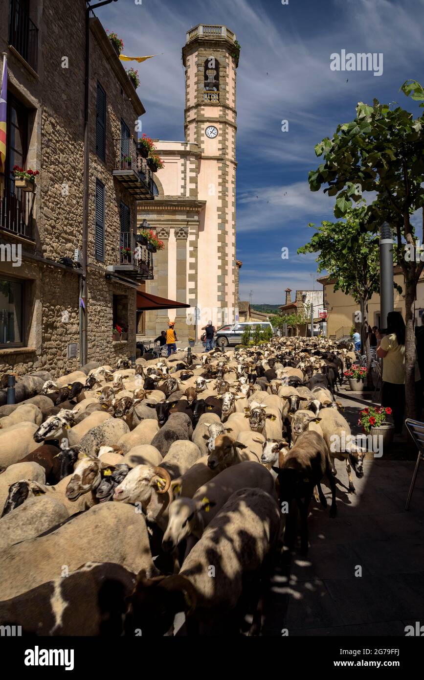 A shepherd and his flock of sheep during the transhumance towards the ...