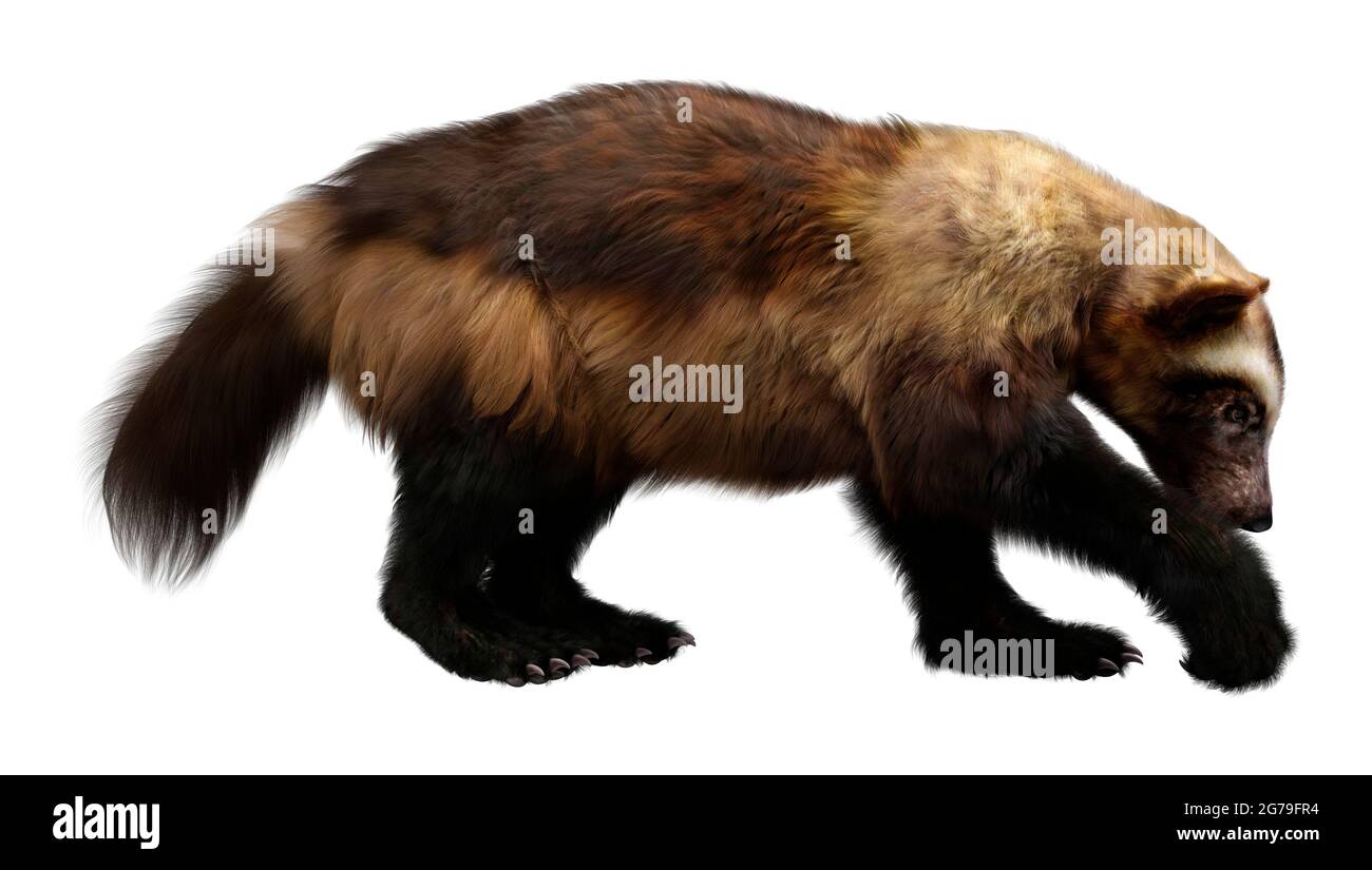 3D rendering of a wolverine isolated on white background Stock Photo ...
