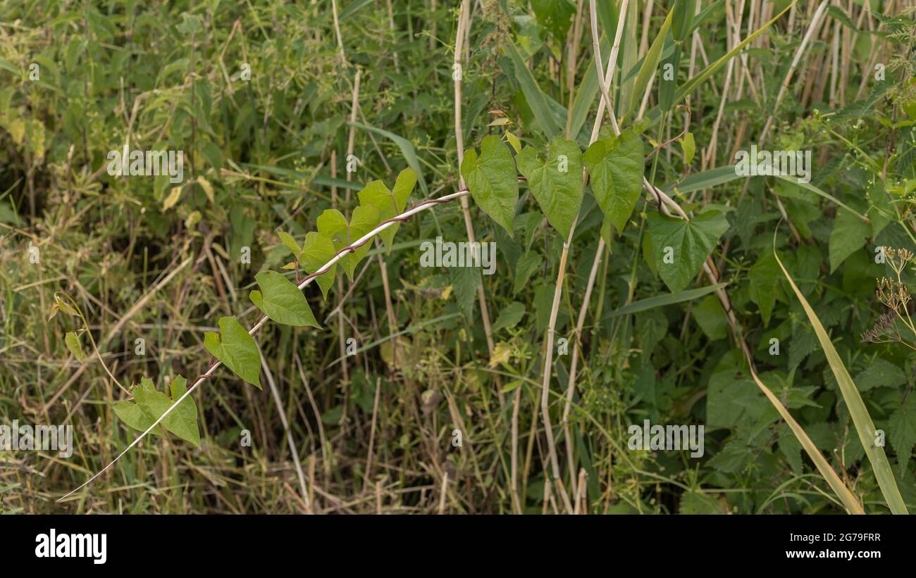 Bind weed twisted around the stem of a plant Stock Photo - Alamy