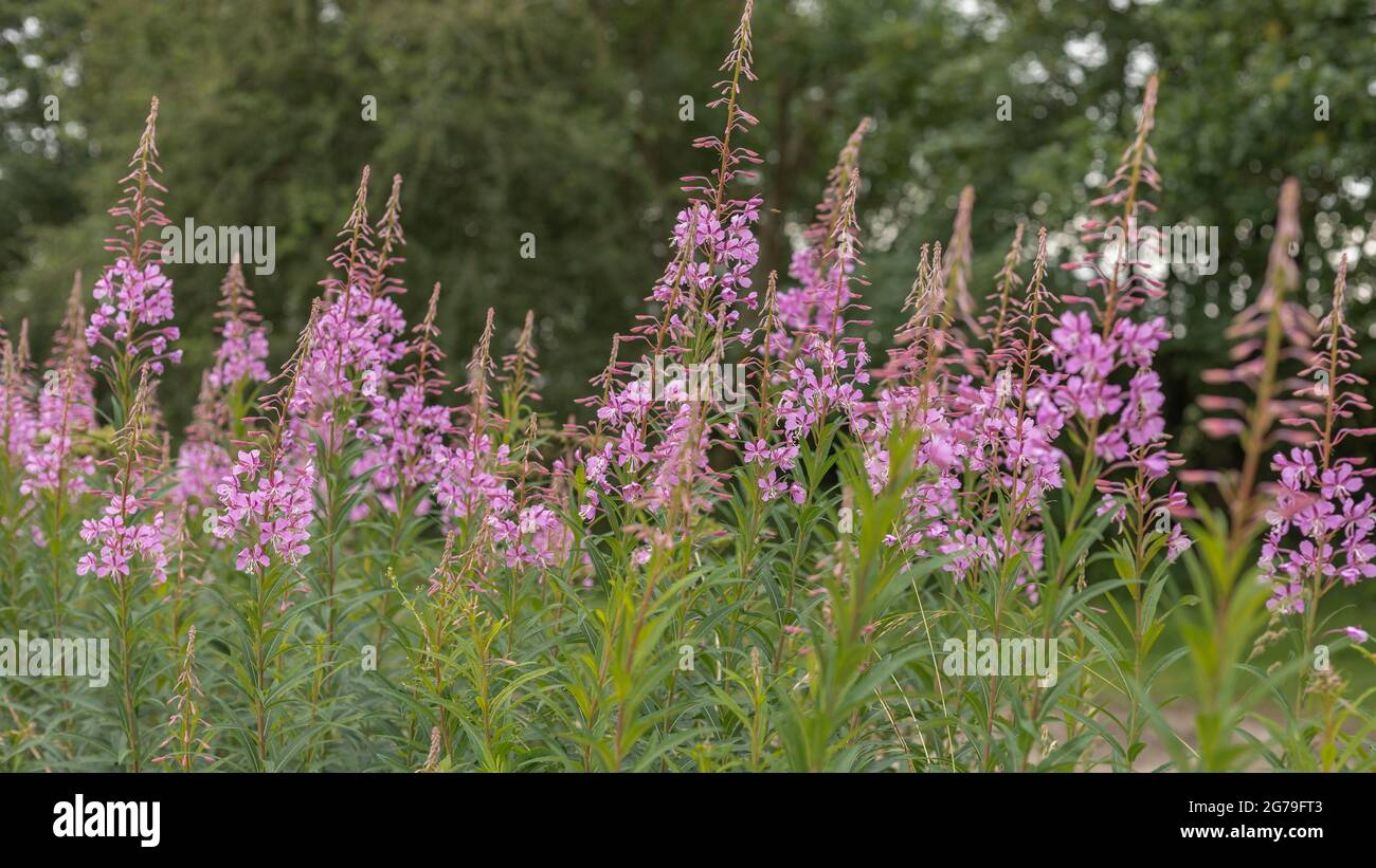 Tall fireweed hi-res stock photography and images - Alamy