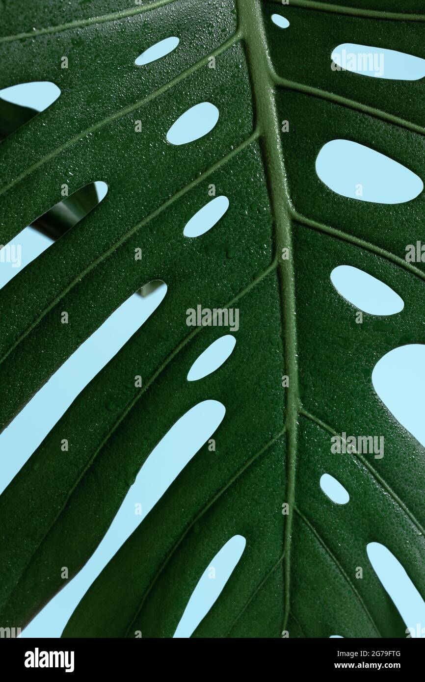 Close-up of textured leaves of tropical plant monstera Stock Photo - Alamy
