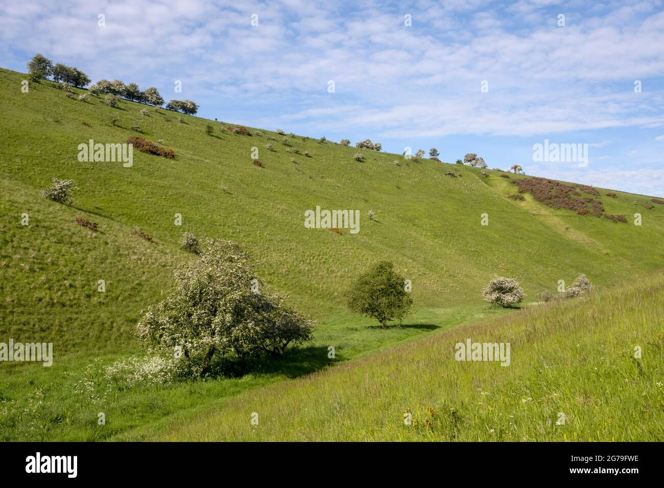 Hawthorn Blossom Yorkshire High Resolution Stock Photography and Images ...