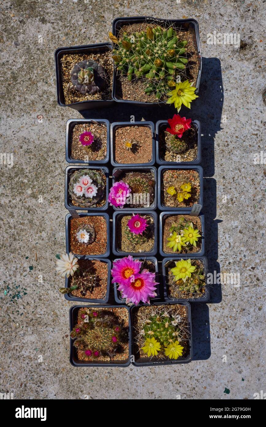 a variety of beautiful cacti on a small farm Stock Photo - Alamy