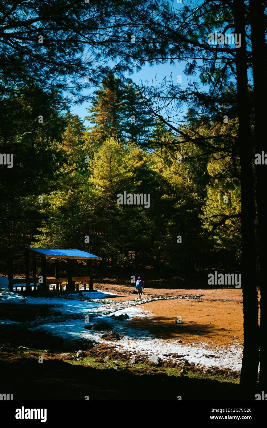 Trees trekker hi-res stock photography and images - Alamy