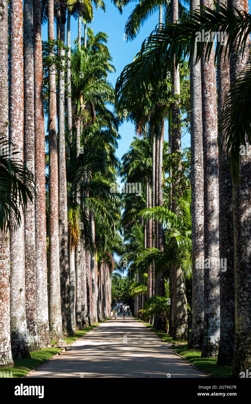 District jardim botânico rio de janeiro hi-res stock photography and ...