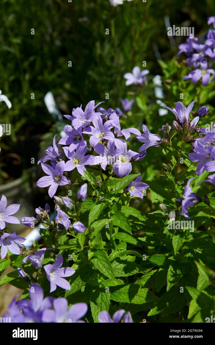 Campanula spp, bellfower Stock Photo - Alamy