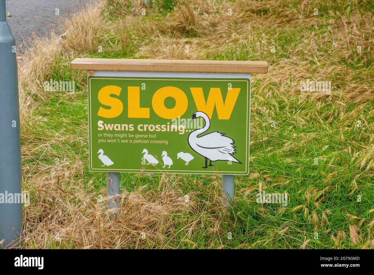 London, UK. 12th July, 2021. Swan crossing sign. Swan at bus stop at ...