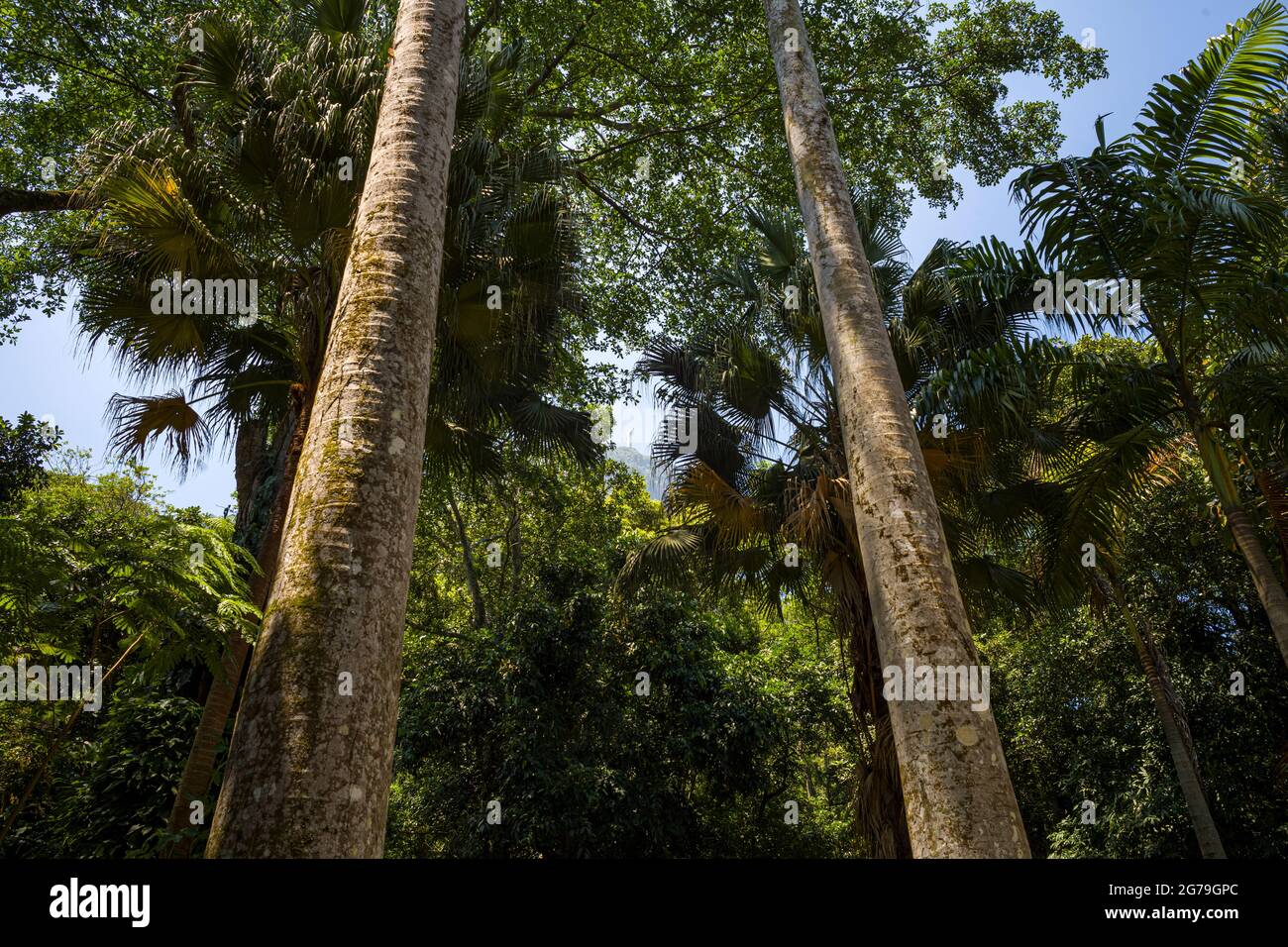 The view to Mountain Corcovado and Christ Redeemer Statue in the Tijuca ...