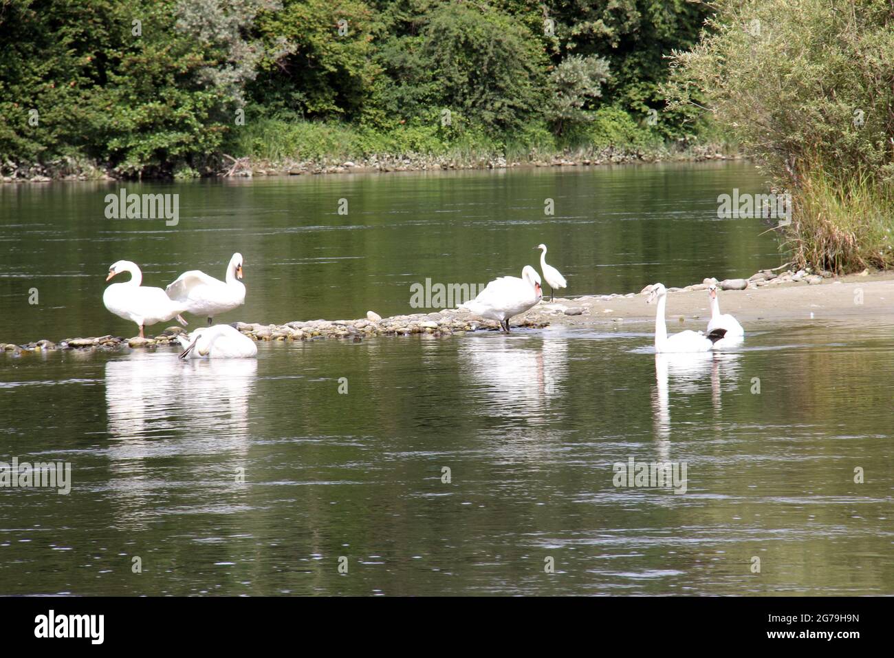 A close-up of a swan on a river beach strip, northern Italy Stock Photo ...