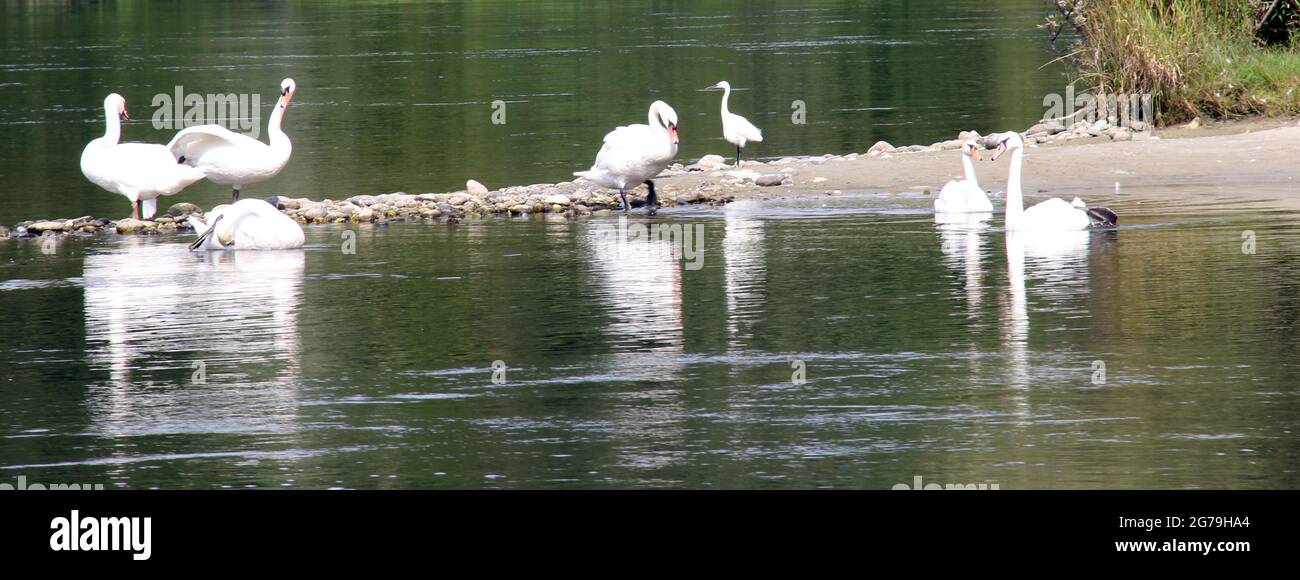 A close-up of a swan on a river beach strip, northern Italy Stock Photo ...