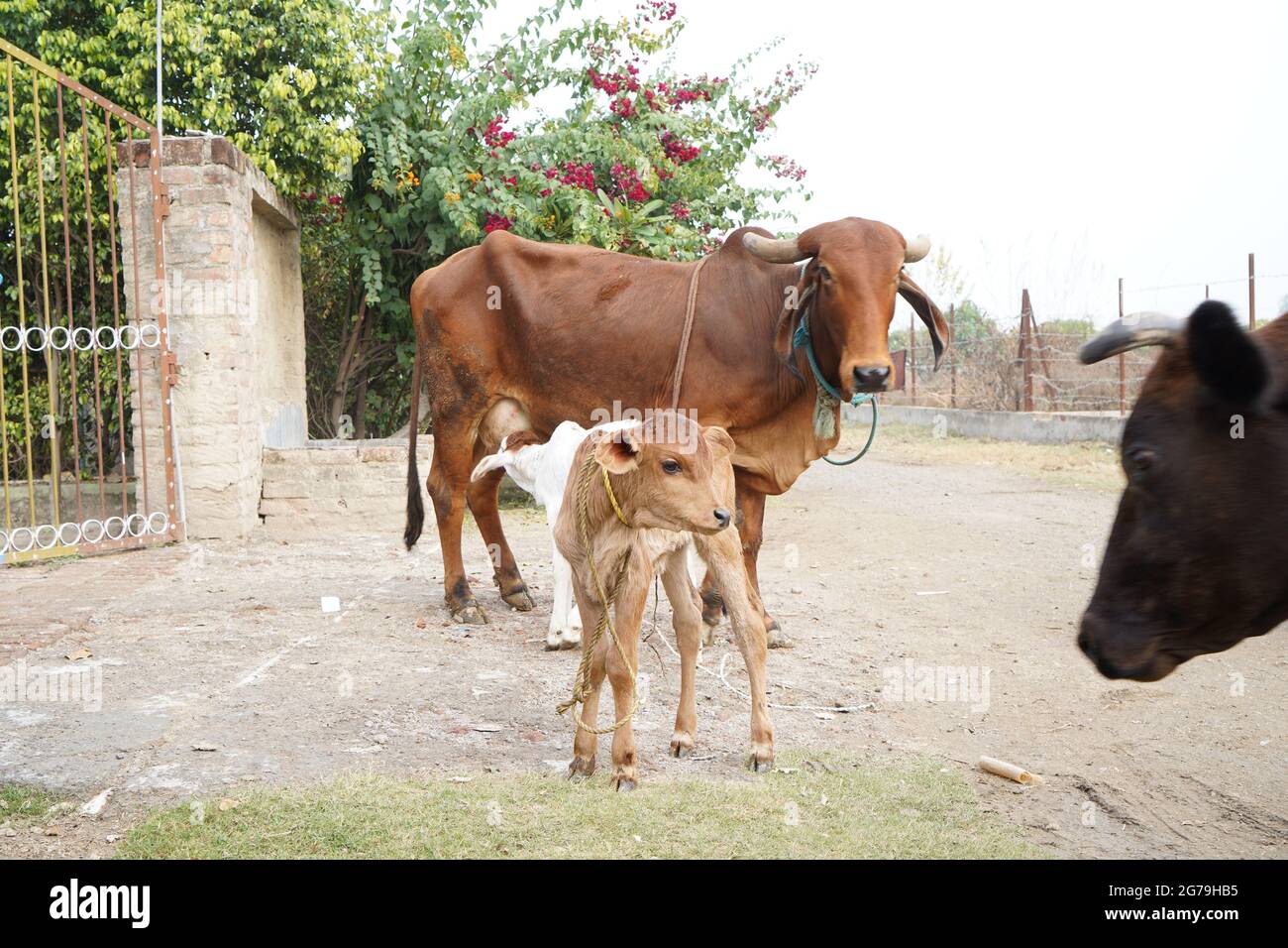 Gir or Gyr is one of the principal Zebu breeds originating in India, 4K ...