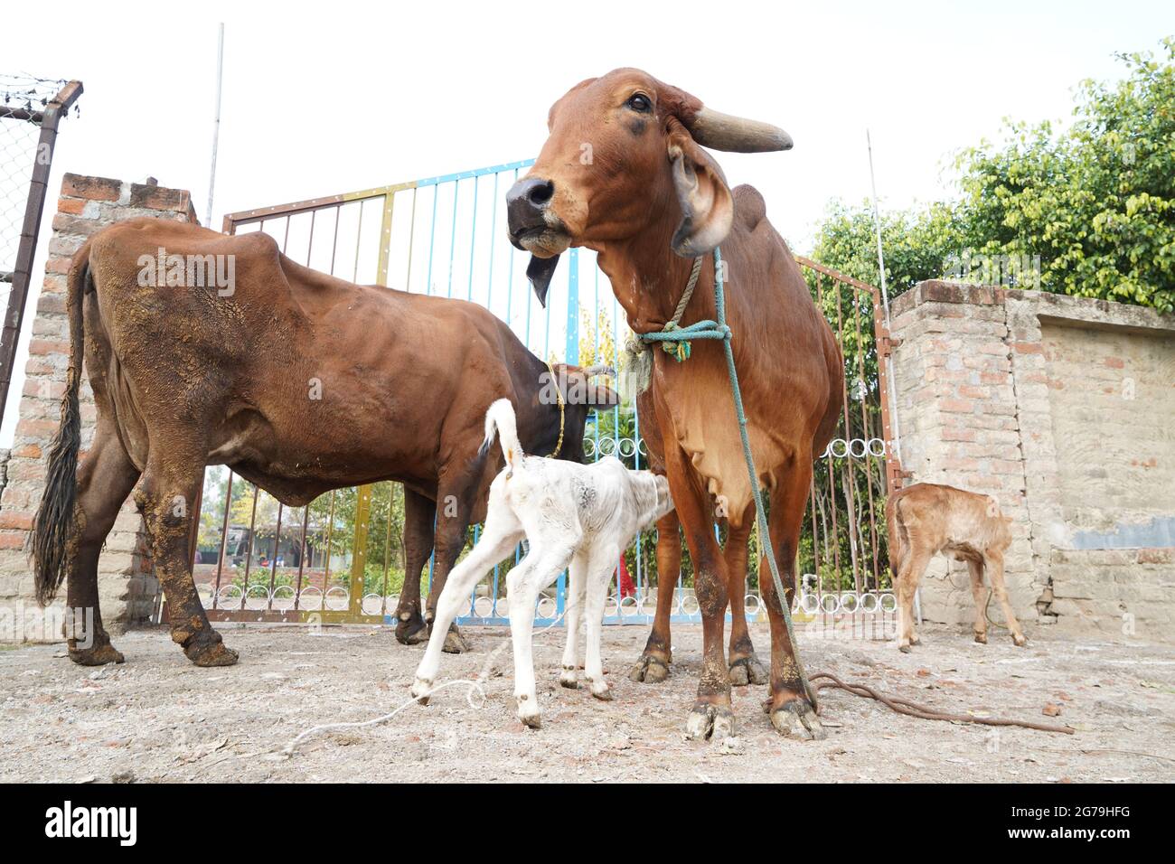 Gir or Gyr is one of the principal Zebu breeds originating in India, 4K ...