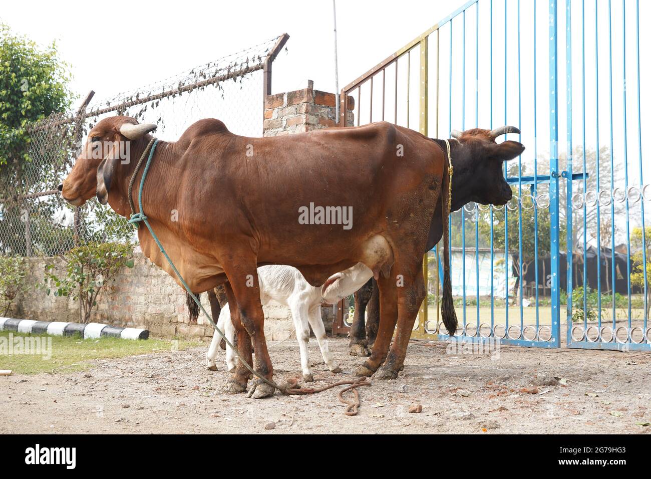Gyr Cattle Breed