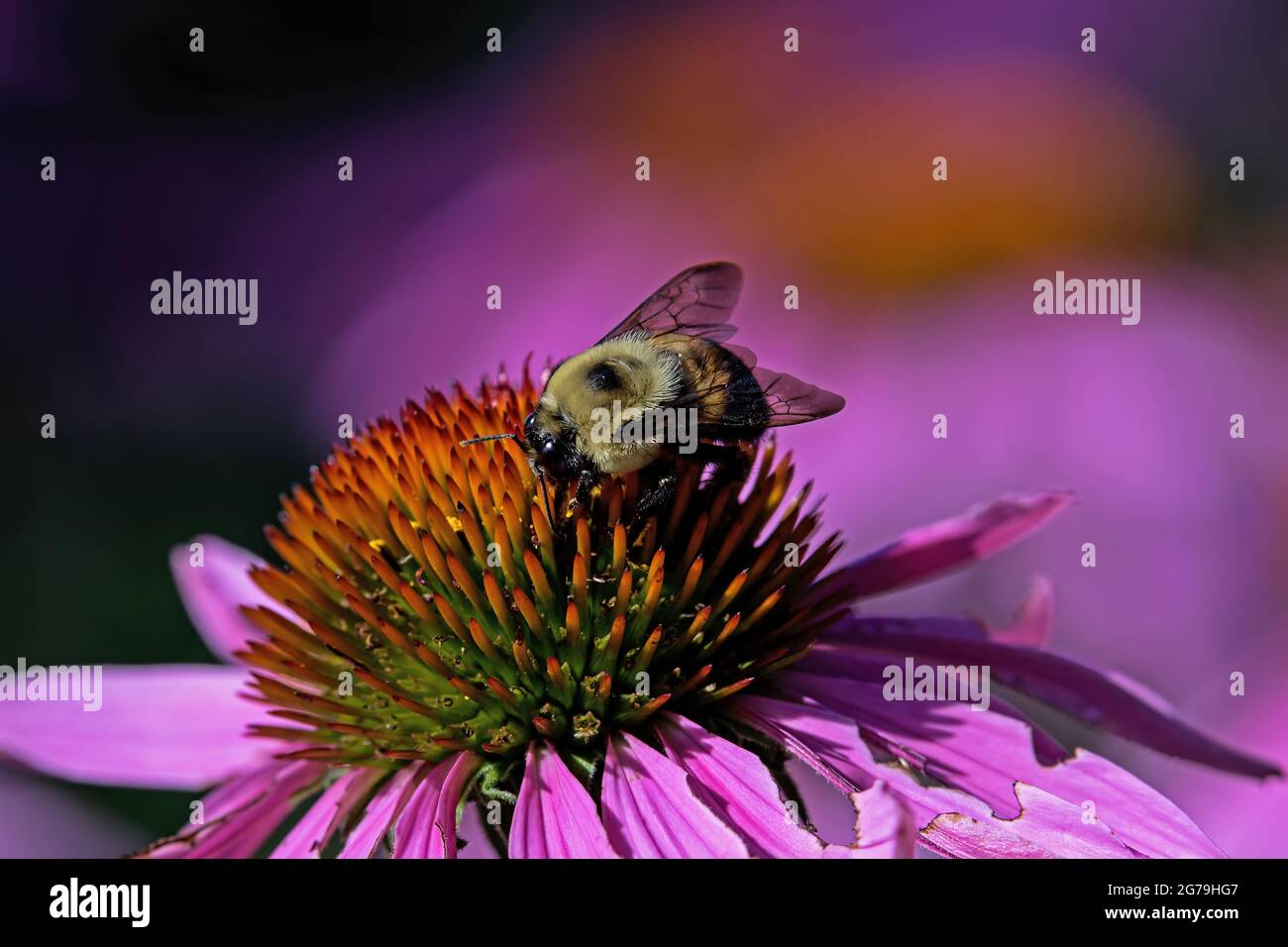 Bumblebee on echinacea in the garden. It is one of over 250 species in ...