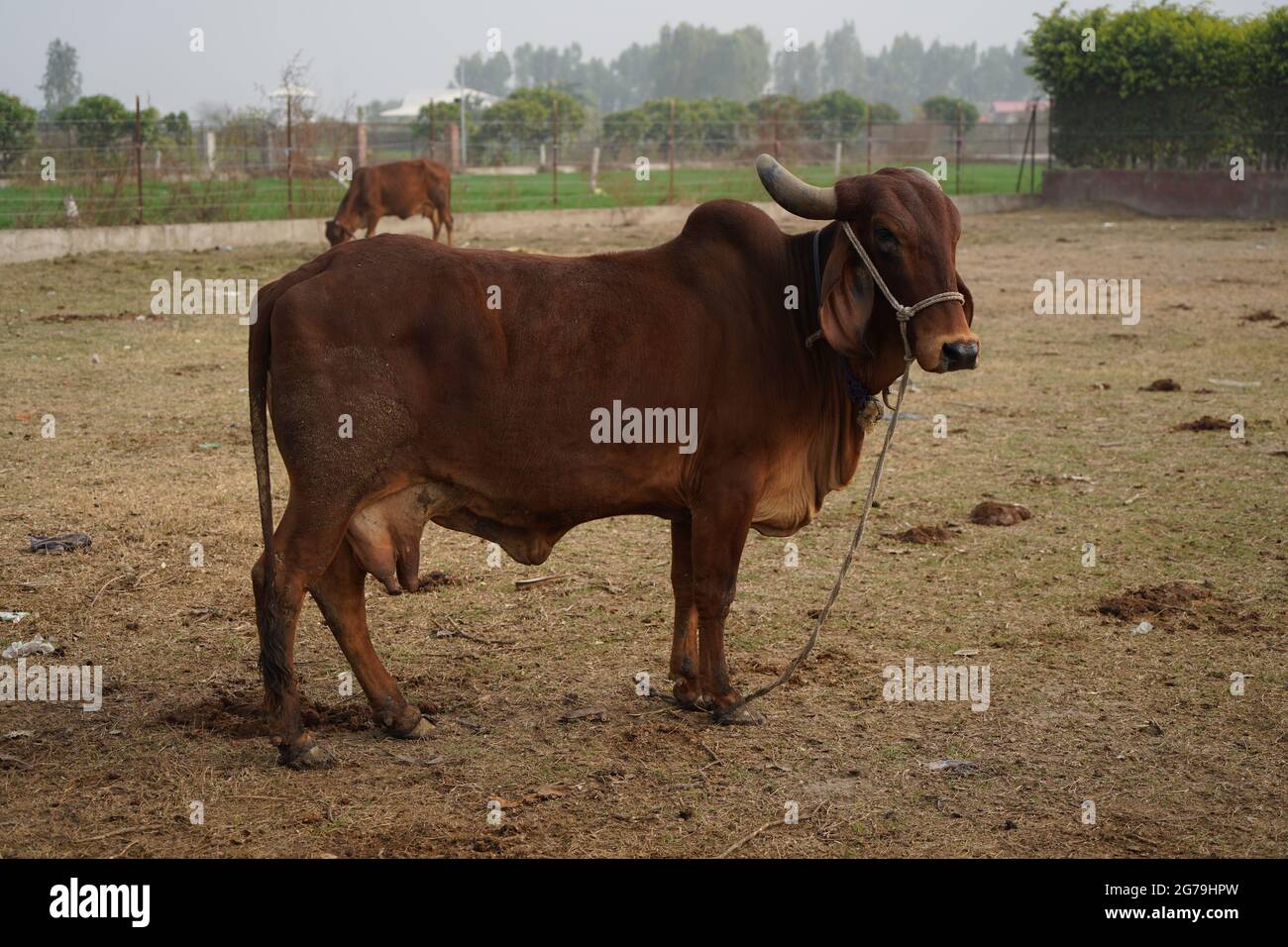 Gir or Gyr is one of the principal Zebu breeds originating in India, 4K ...