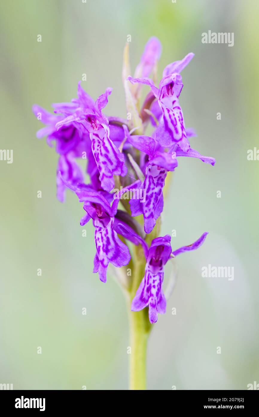 Broad-leaved Marsh Orchid - Dactylorhiza majalis, beautiful colored flowering plant from ...