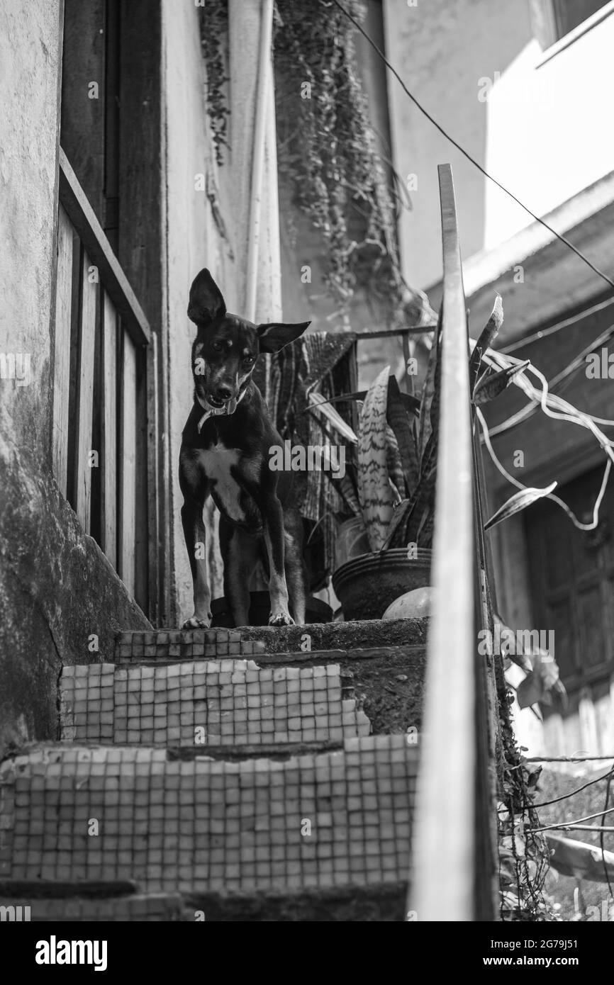 Pet brazil Black and White Stock Photos & Images - Alamy