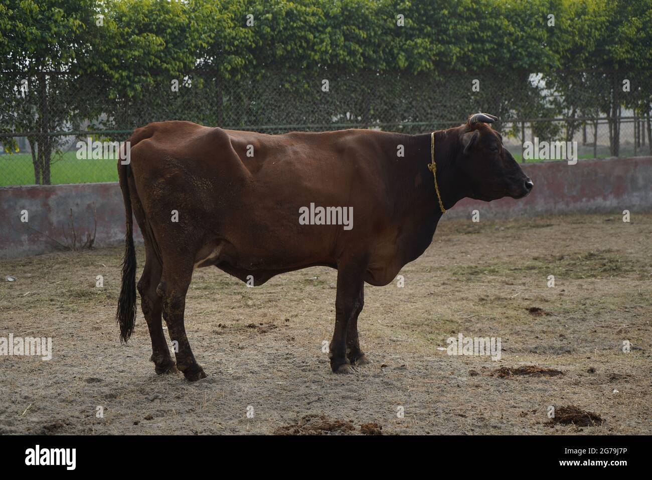 Gir or Gyr is one of the principal Zebu breeds originating in India, 4K ...