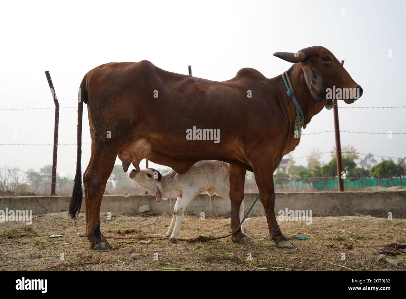 Indian dairy breeds hi-res stock photography and images - Alamy