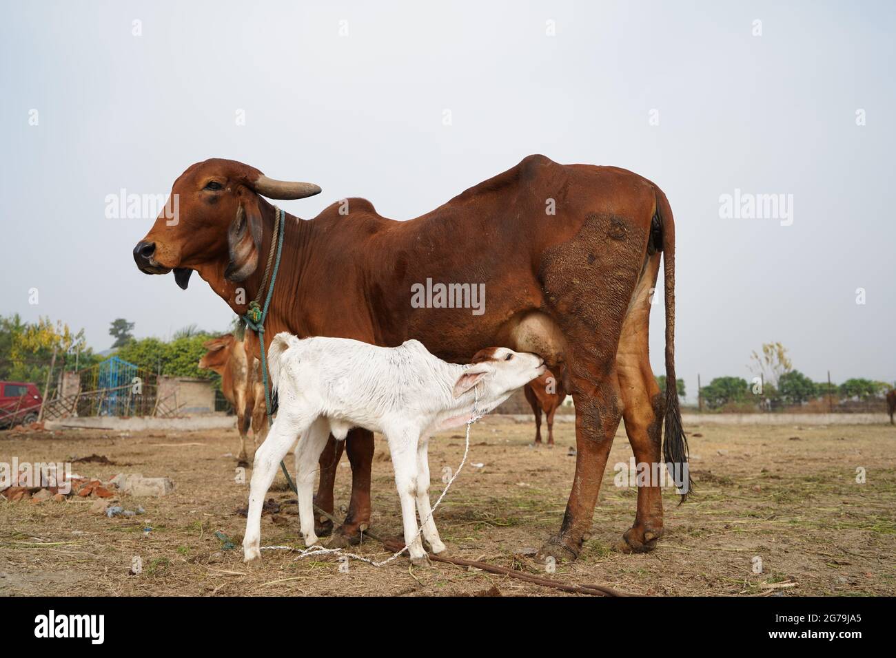 Gir Hi Cow