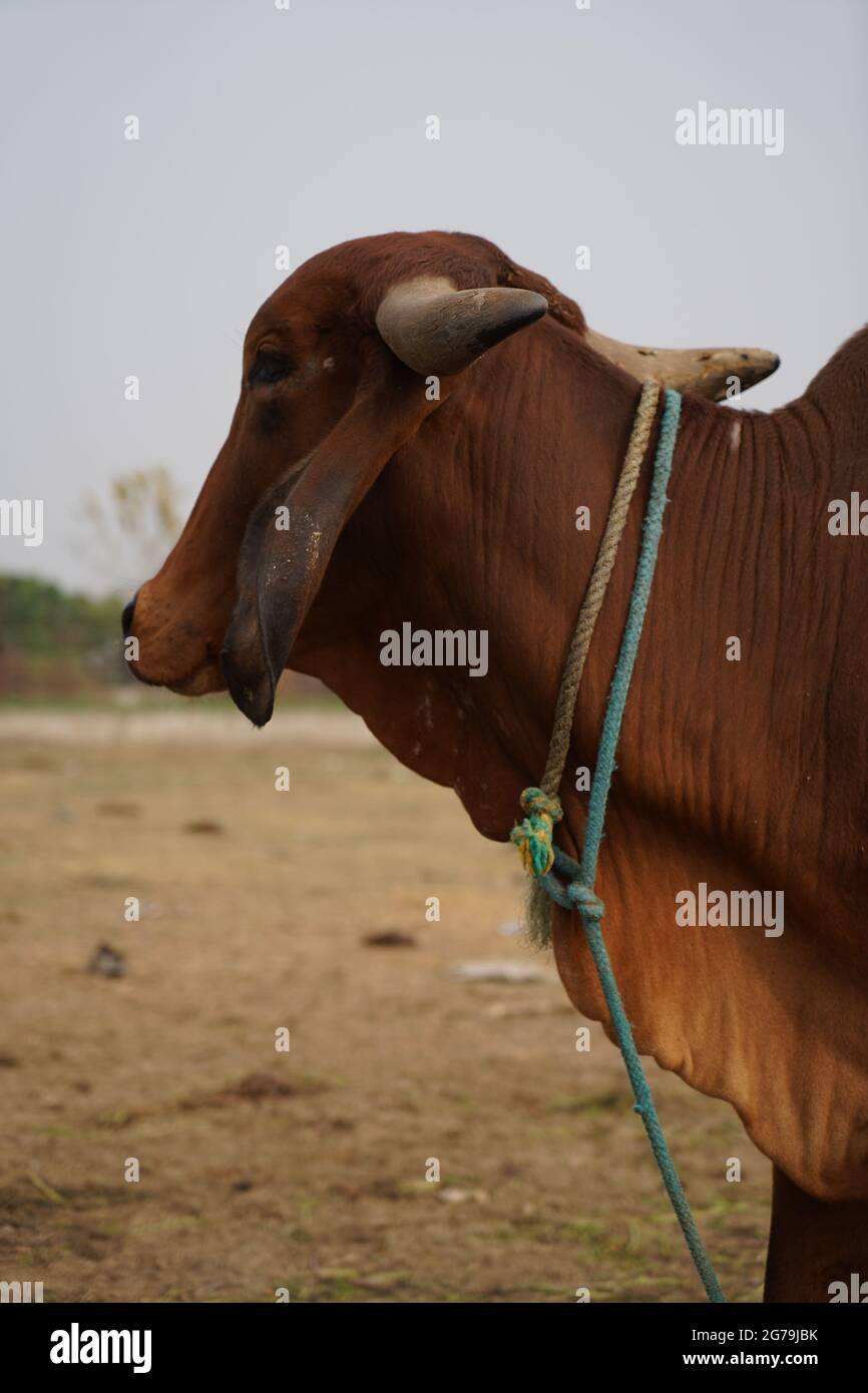 Indian dairy breeds hi-res stock photography and images - Alamy