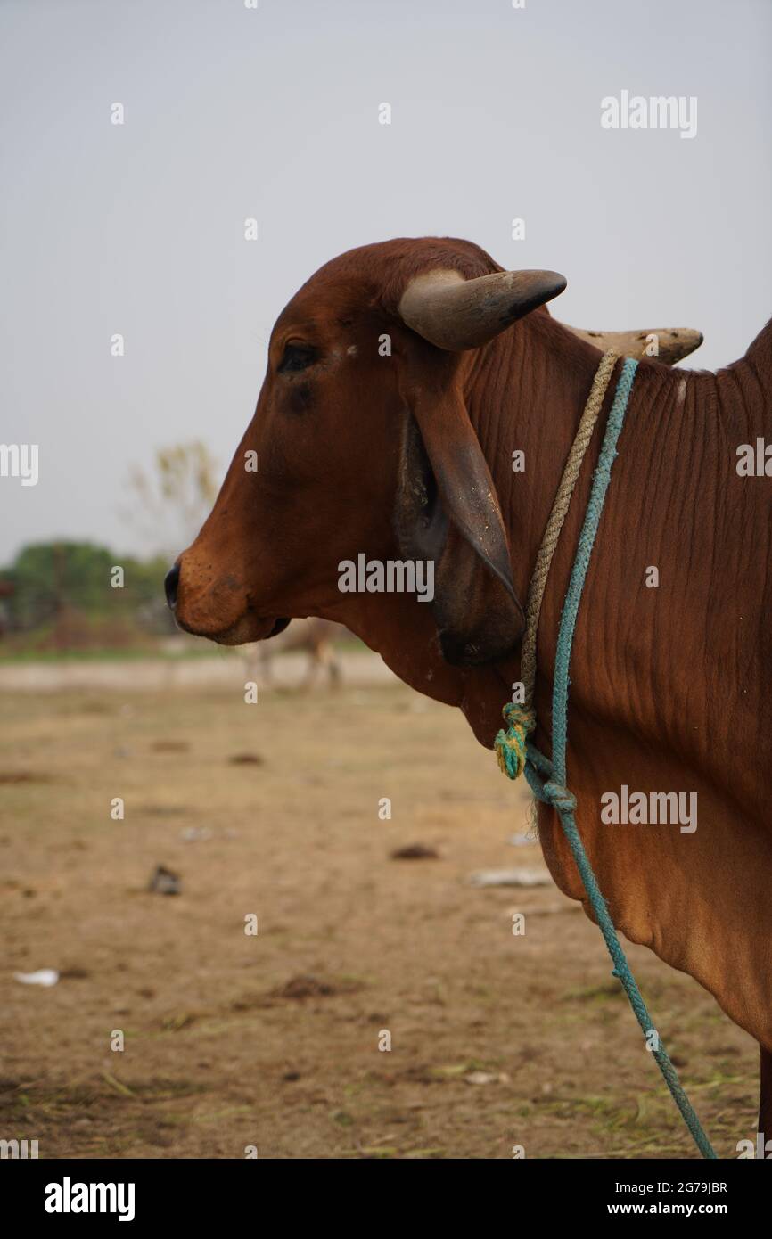 Gir or Gyr is one of the principal Zebu breeds originating in India, 4K ...