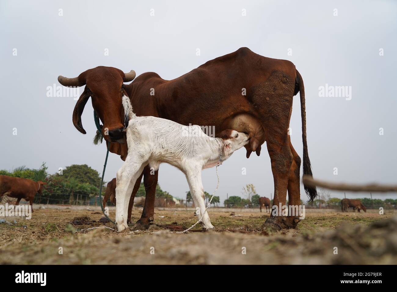 Gir Cow Calf