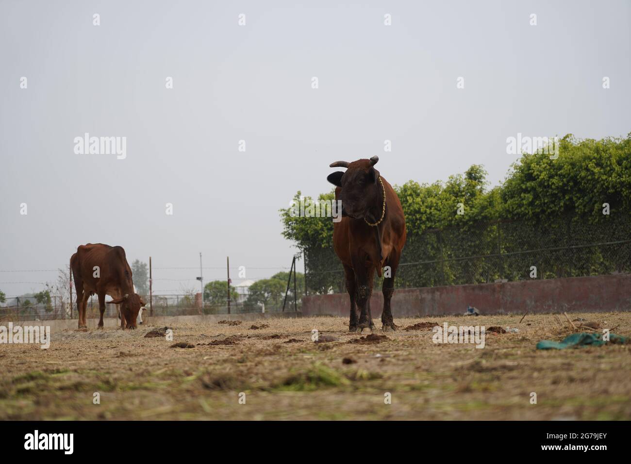 Gir or Gyr is one of the principal Zebu breeds originating in India, 4K ...