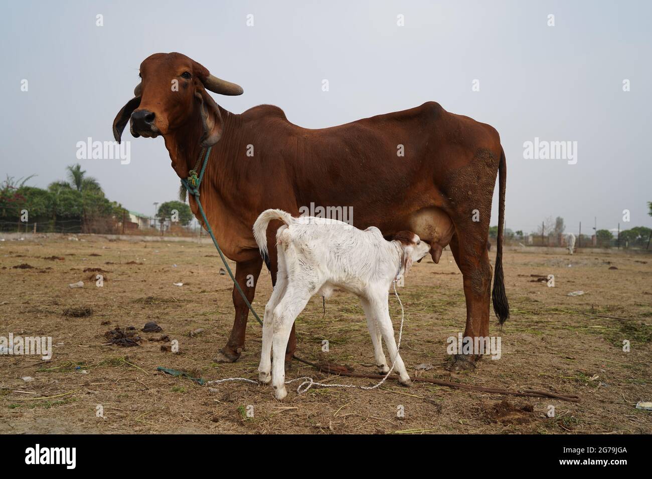 Gir Hi Cow