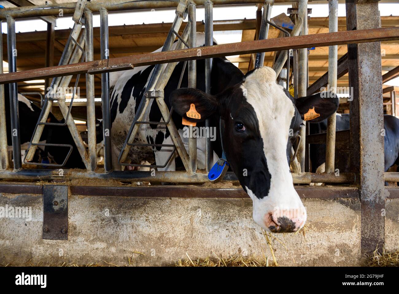 Animales de casa hi-res stock photography and images - Alamy