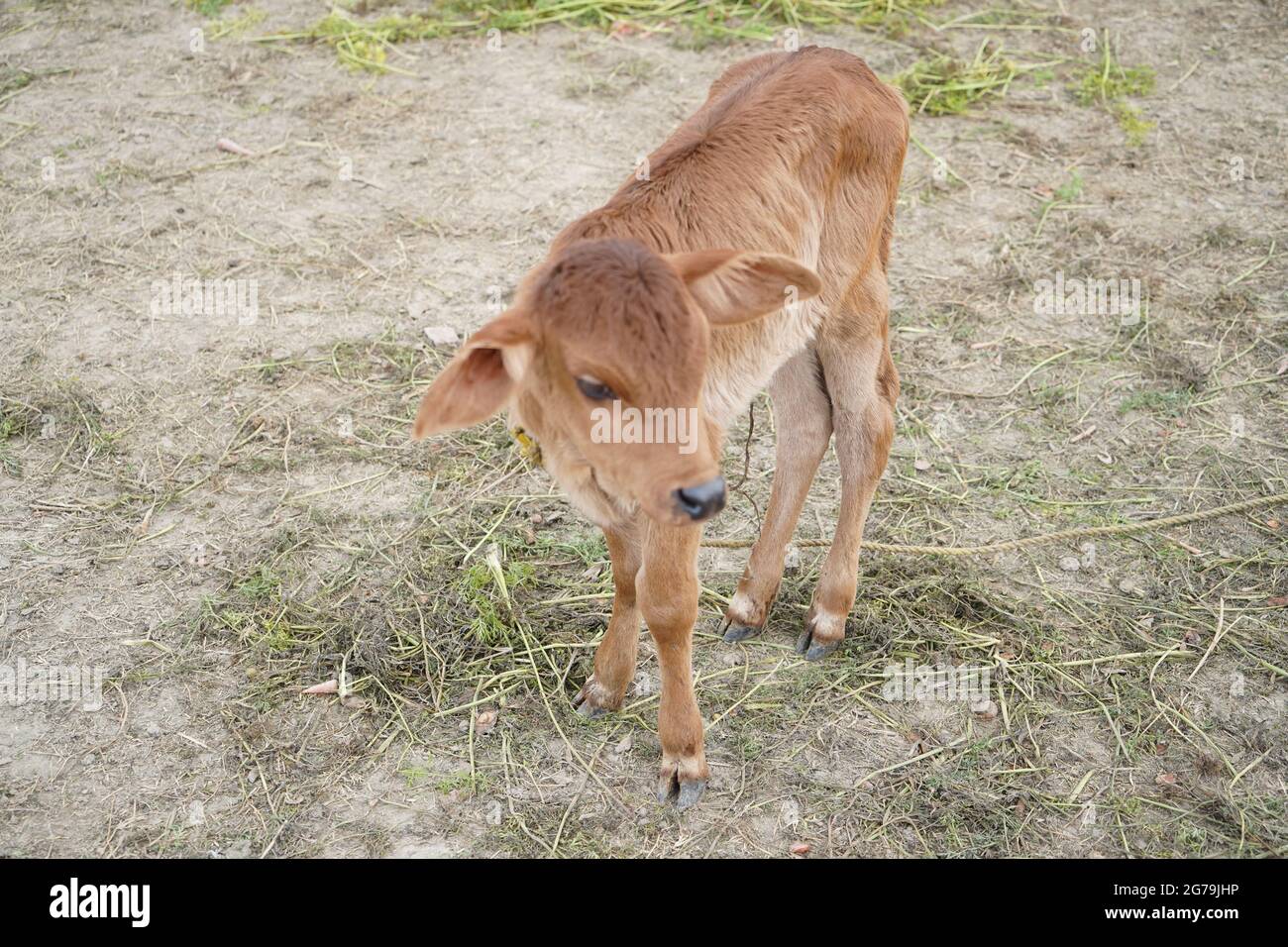 Gir or Gyr is one of the principal Zebu breeds originating in India, 4K ...