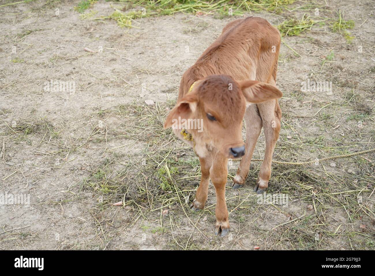 Gir or Gyr is one of the principal Zebu breeds originating in India, 4K ...