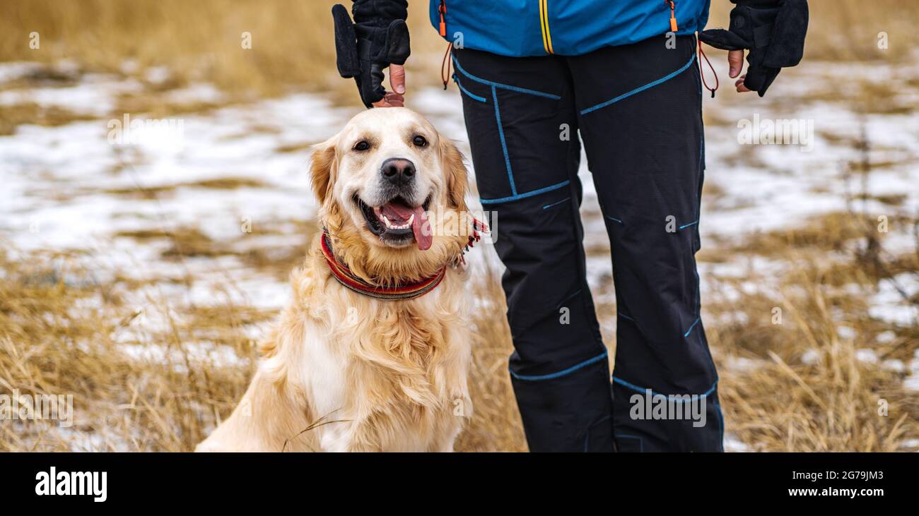 Golden retriever dog walking in the winter field Stock Photo - Alamy