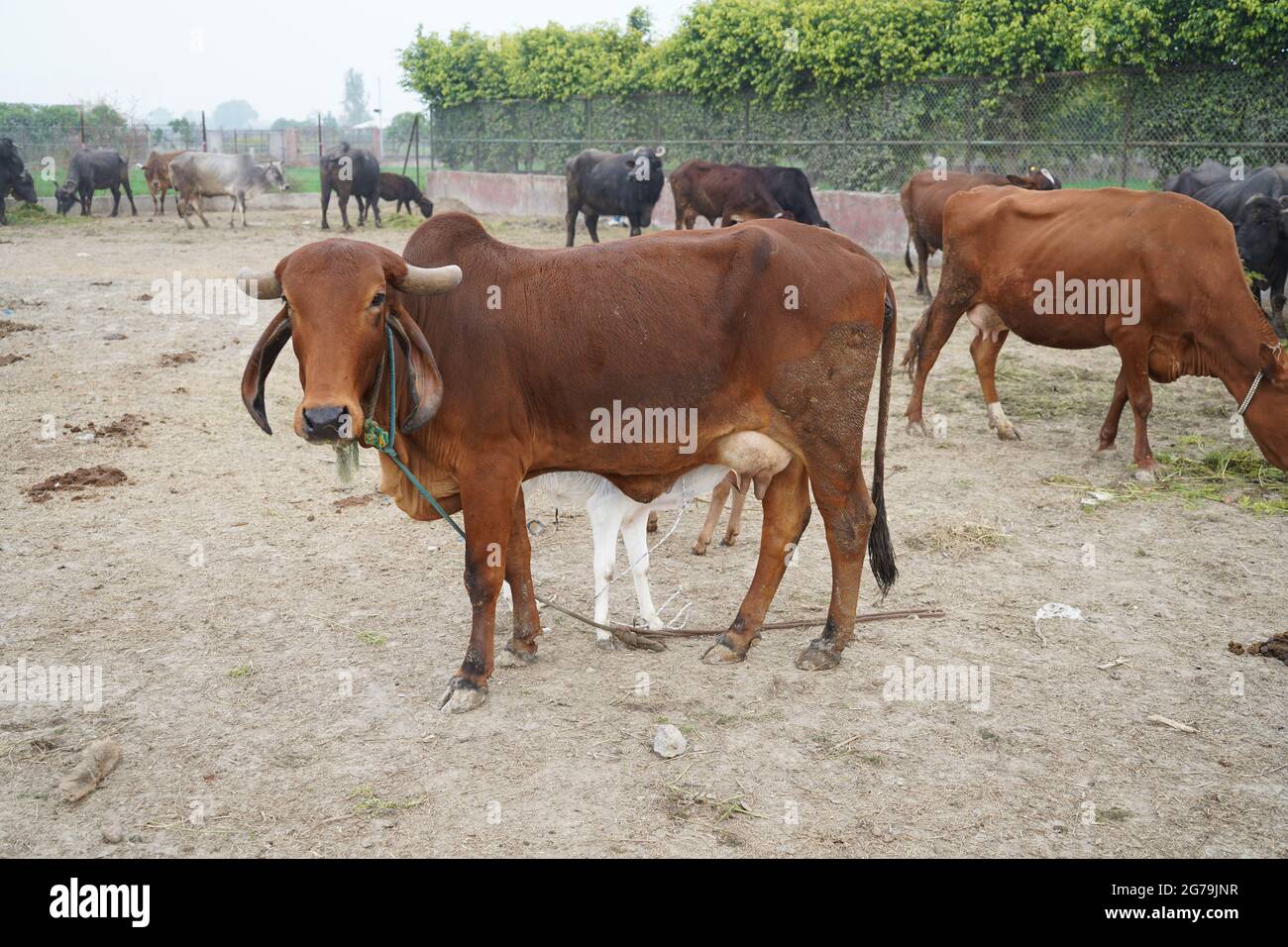Gir or Gyr is one of the principal Zebu breeds originating in India, 4K ...