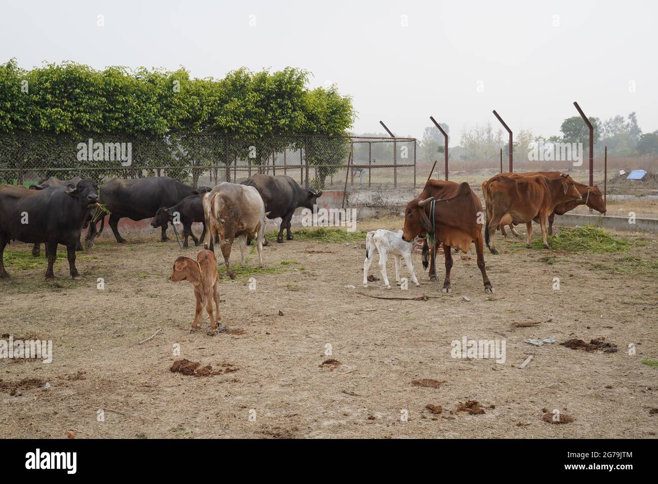 Gir or Gyr is one of the principal Zebu breeds originating in India, 4K ...