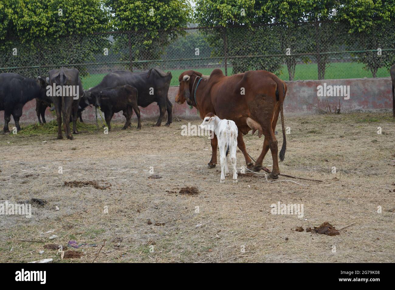 Gir or Gyr is one of the principal Zebu breeds originating in India, 4K ...