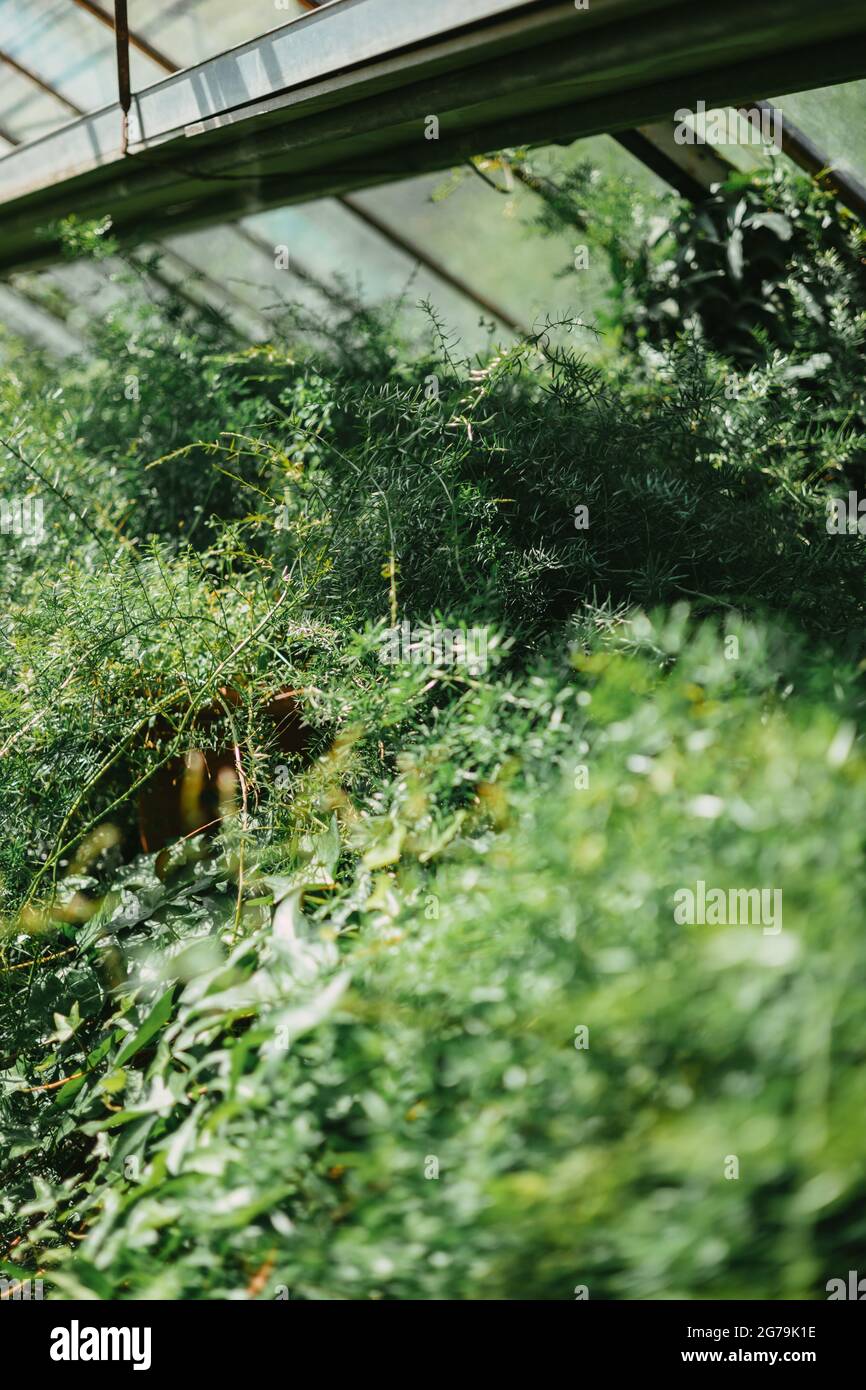 Some greenery from a local plant nursery Stock Photo - Alamy