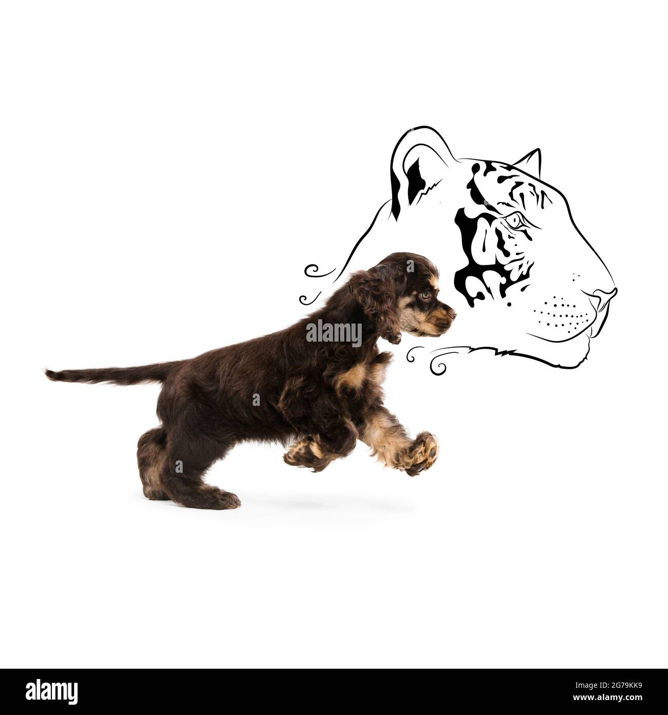 Pet care concept play happy Cut Out Stock Images & Pictures - Alamy