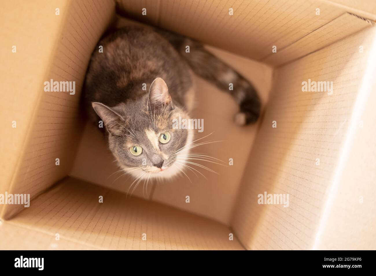 Cute curious cat got into a cardboard box and watching with interest ...