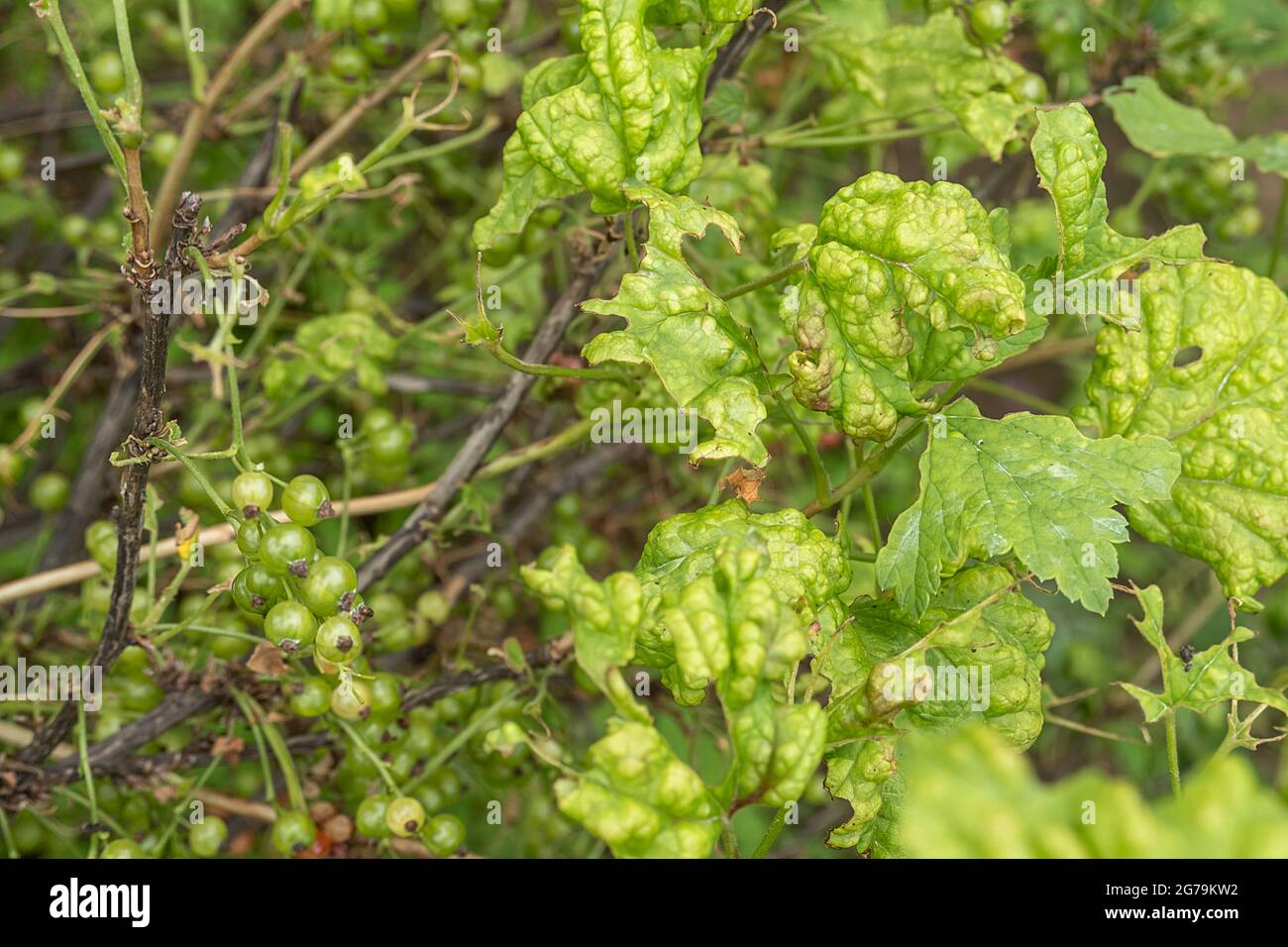 Plant diseases and insect pests hi-res stock photography and images - Alamy