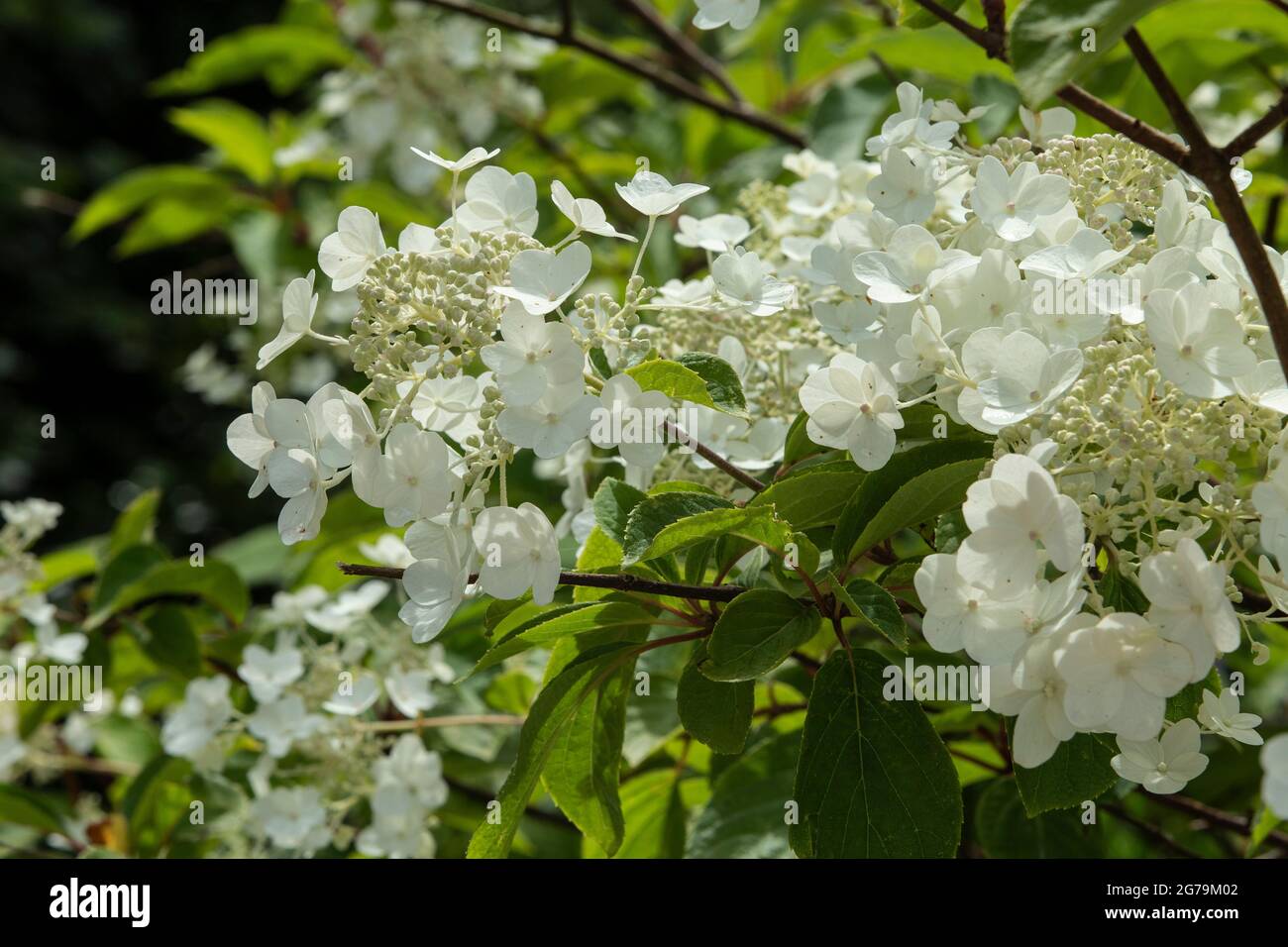 White hydrangea paniculata 'White Moth', white moth hydrangea Stock Photo - Alamy