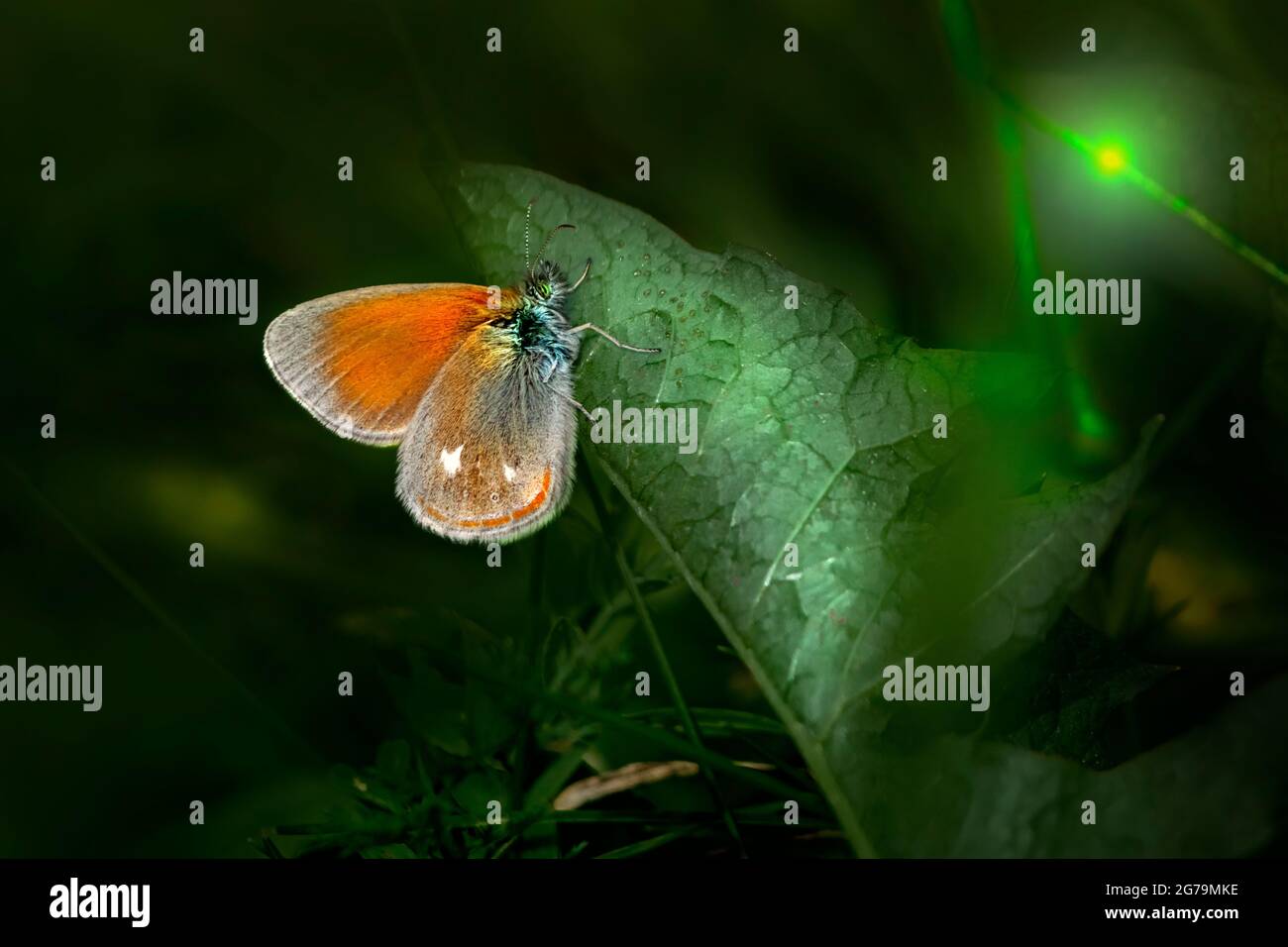 Chestnut heath (Coenonympha glycerion Stock Photo - Alamy