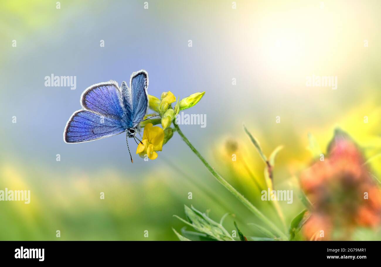 Mazarine blue butterfly hi-res stock photography and images - Alamy