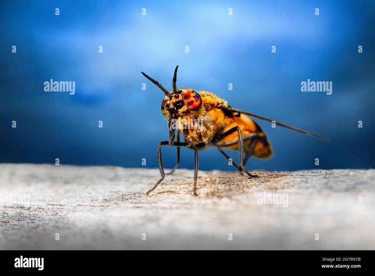 Splayed Deerfly (Chrysops caecutiens Stock Photo - Alamy