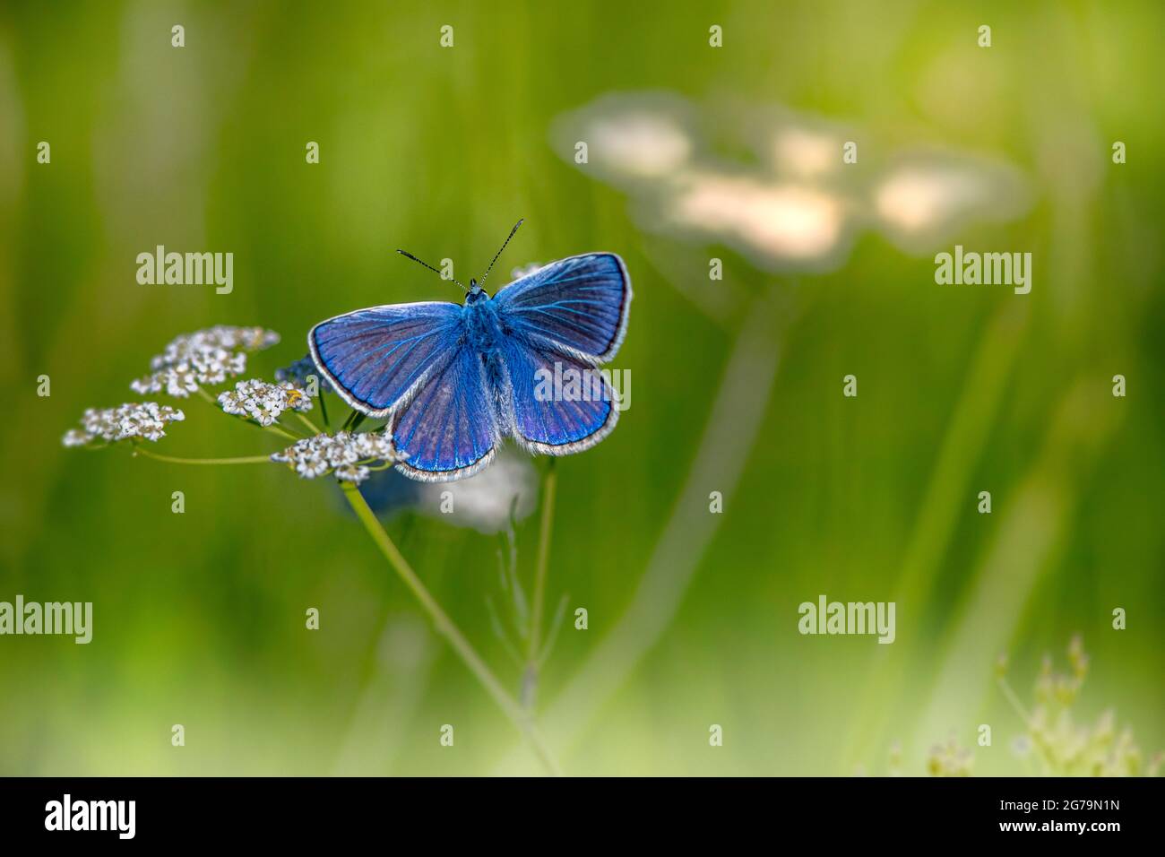 Mazarine blue butterfly hi-res stock photography and images - Alamy