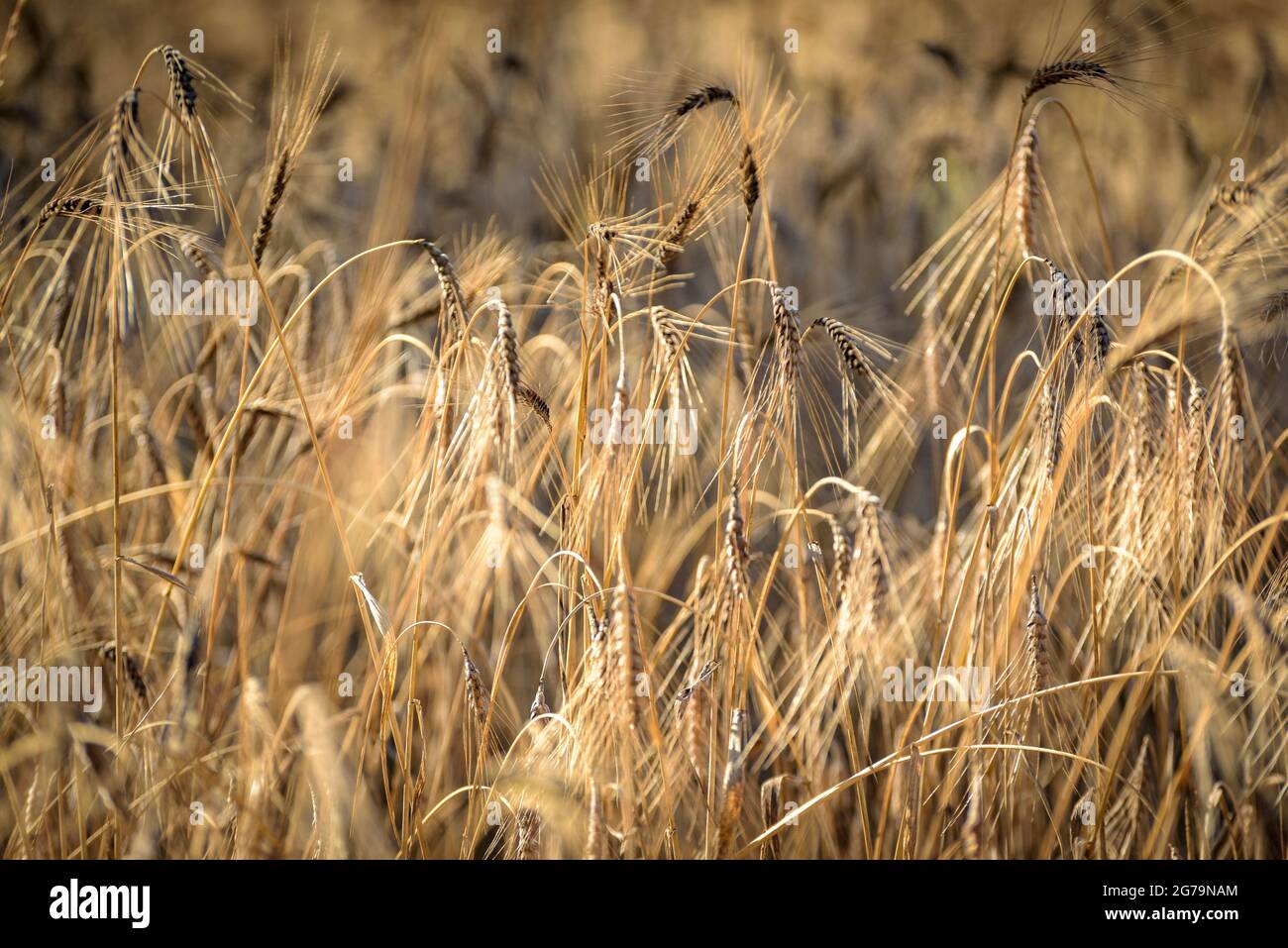 Variety voyager hi-res stock photography and images - Alamy