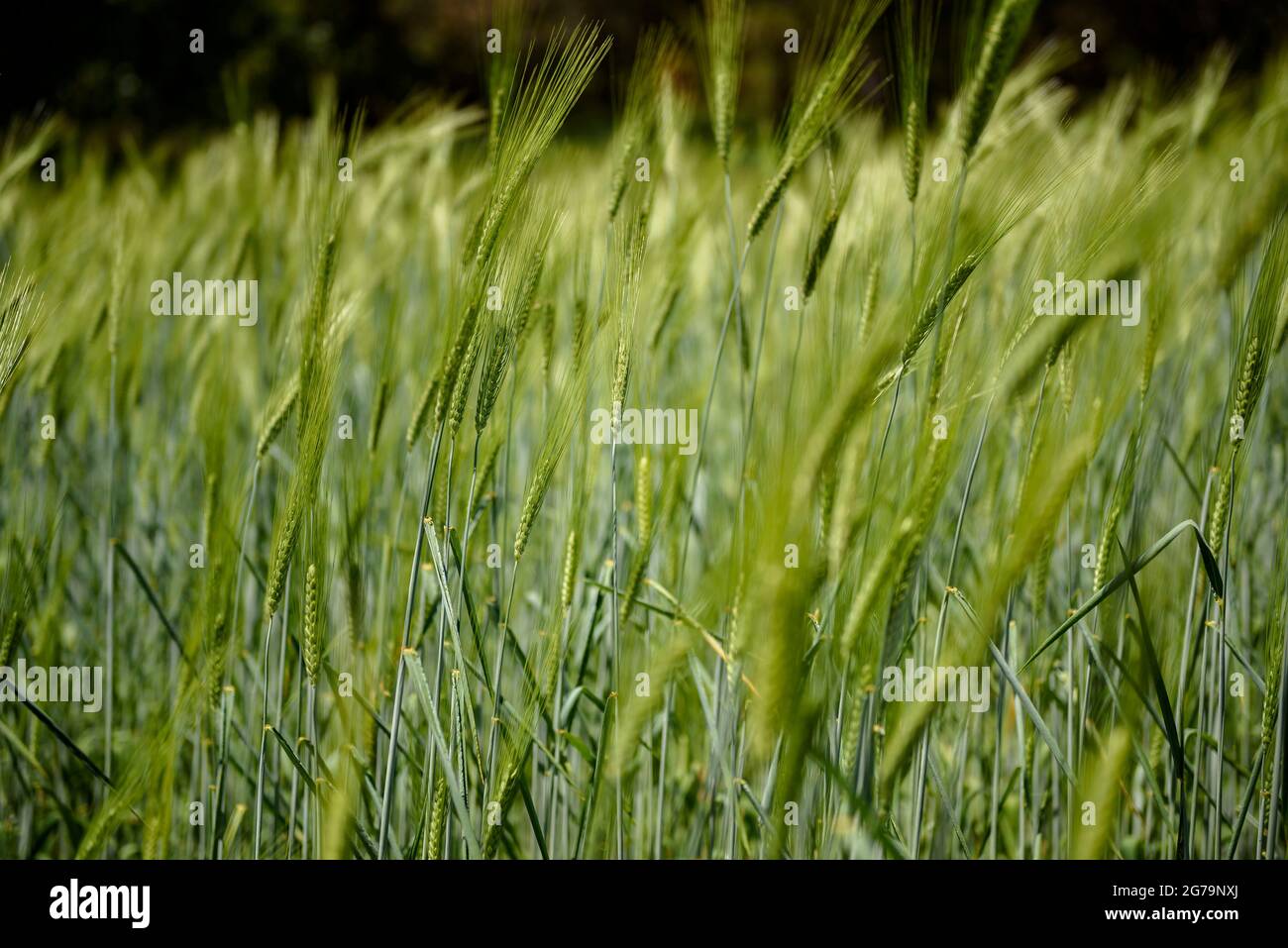 Trigo duro hi-res stock photography and images - Alamy