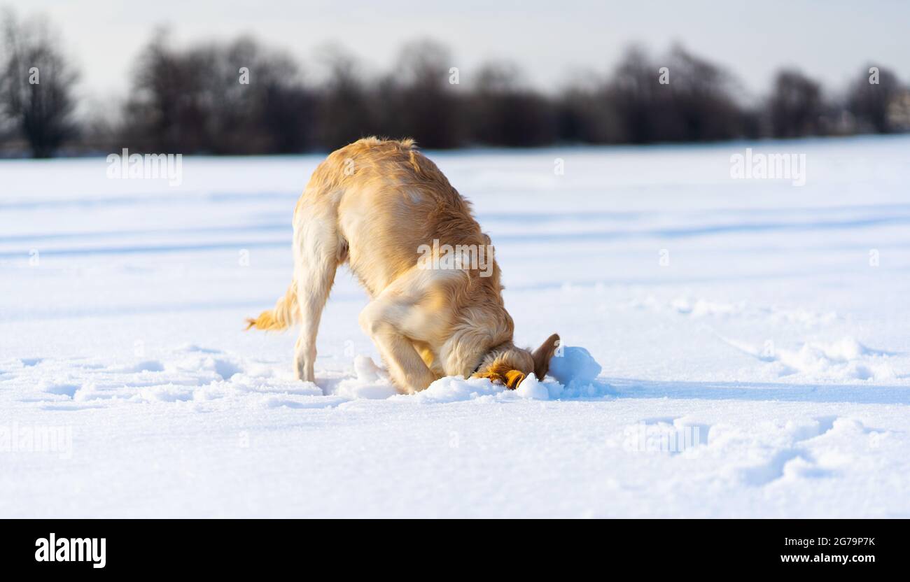 Dog digging under snow Stock Photo - Alamy