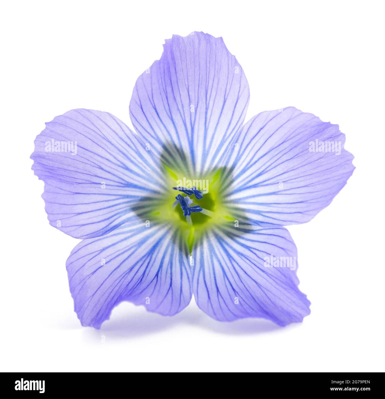 Flax Flower head isolated on white background Stock Photo - Alamy