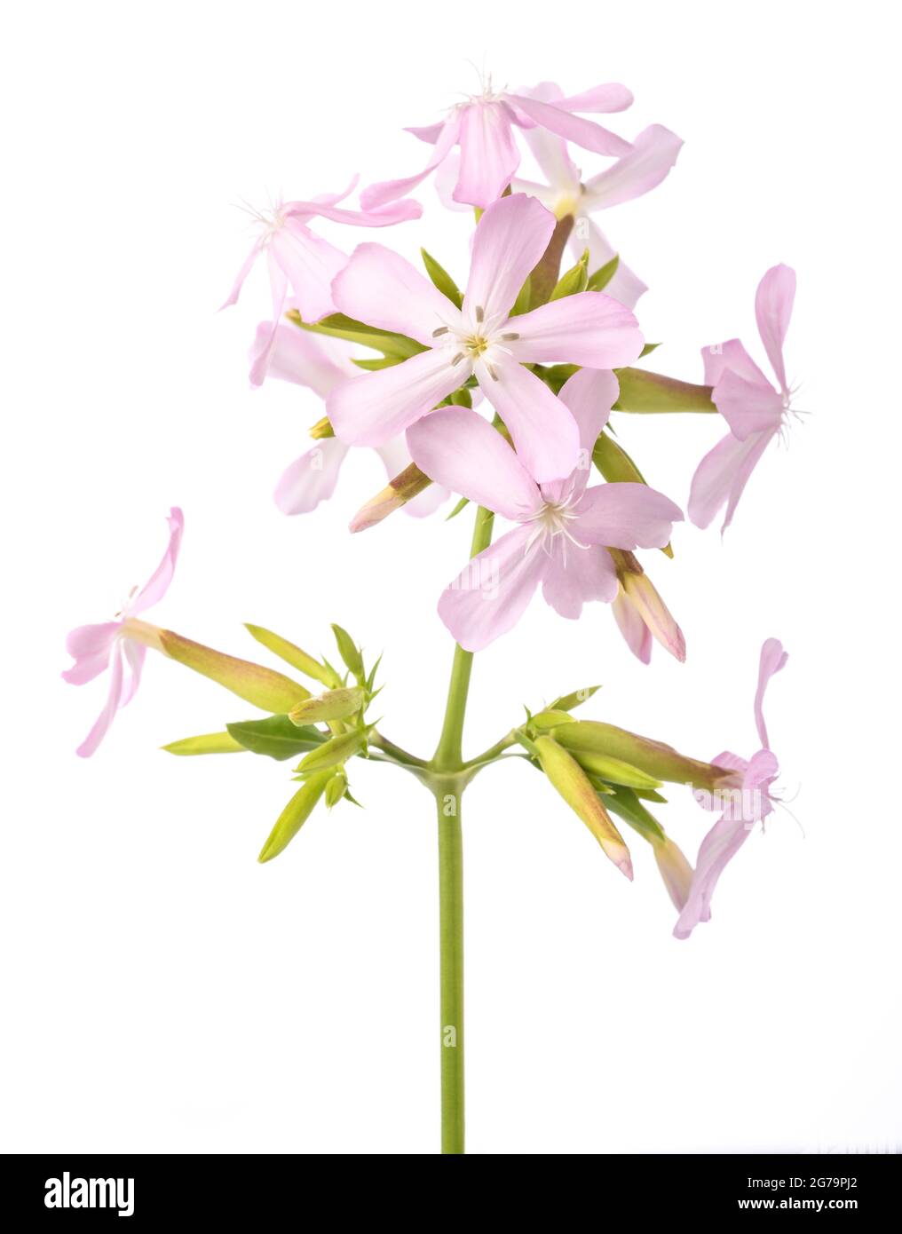 Soapwort ( Saponaria officinalis) isolated on white background Stock ...